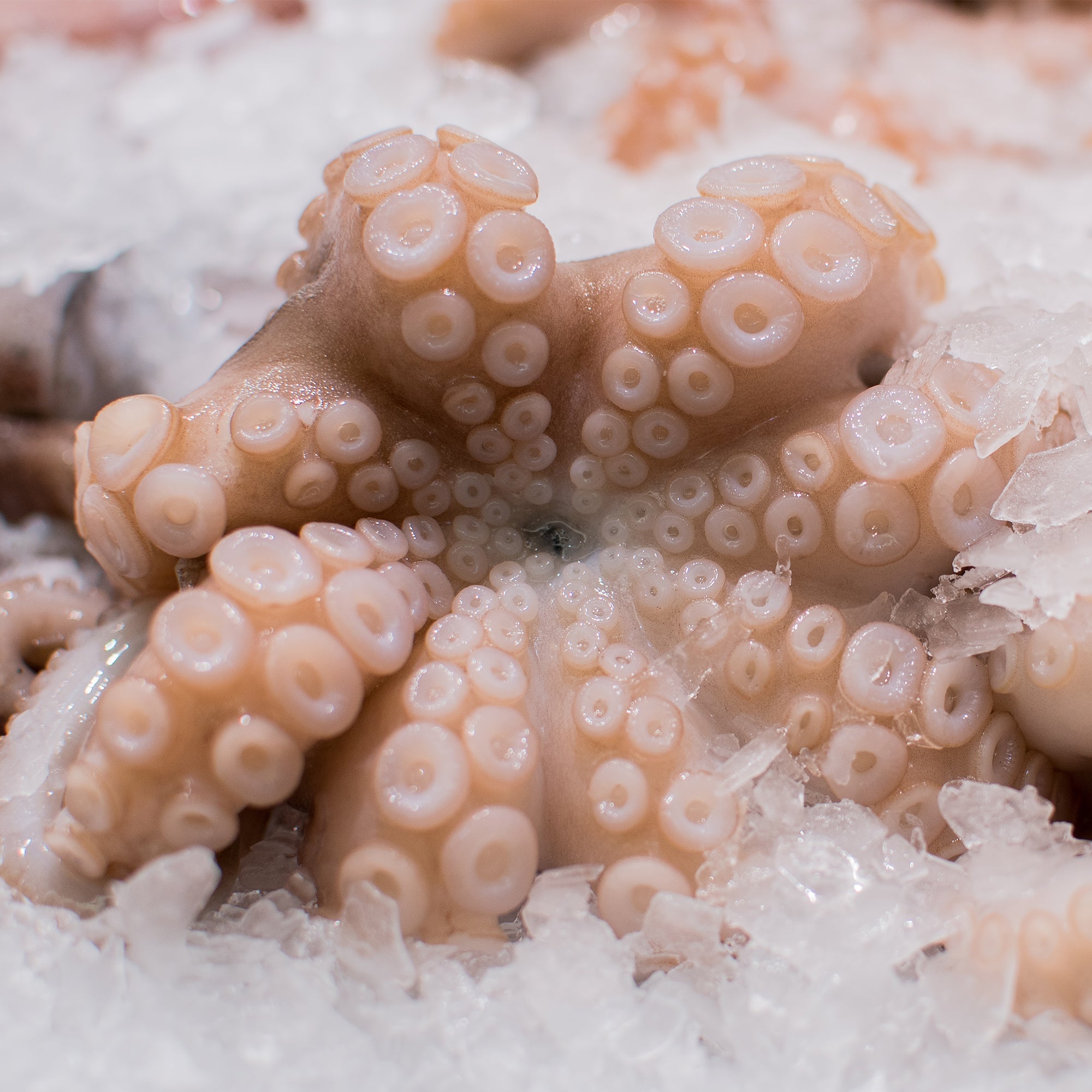Frozen Flower Octopus Whole Cleaned IQF per kg – Moby's Wholesale